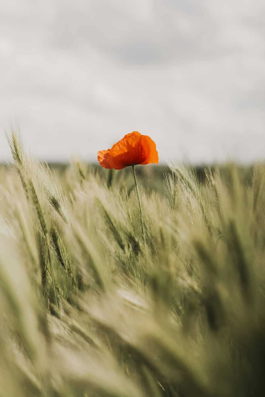 Difference Between Molly And Ecstasy Explained